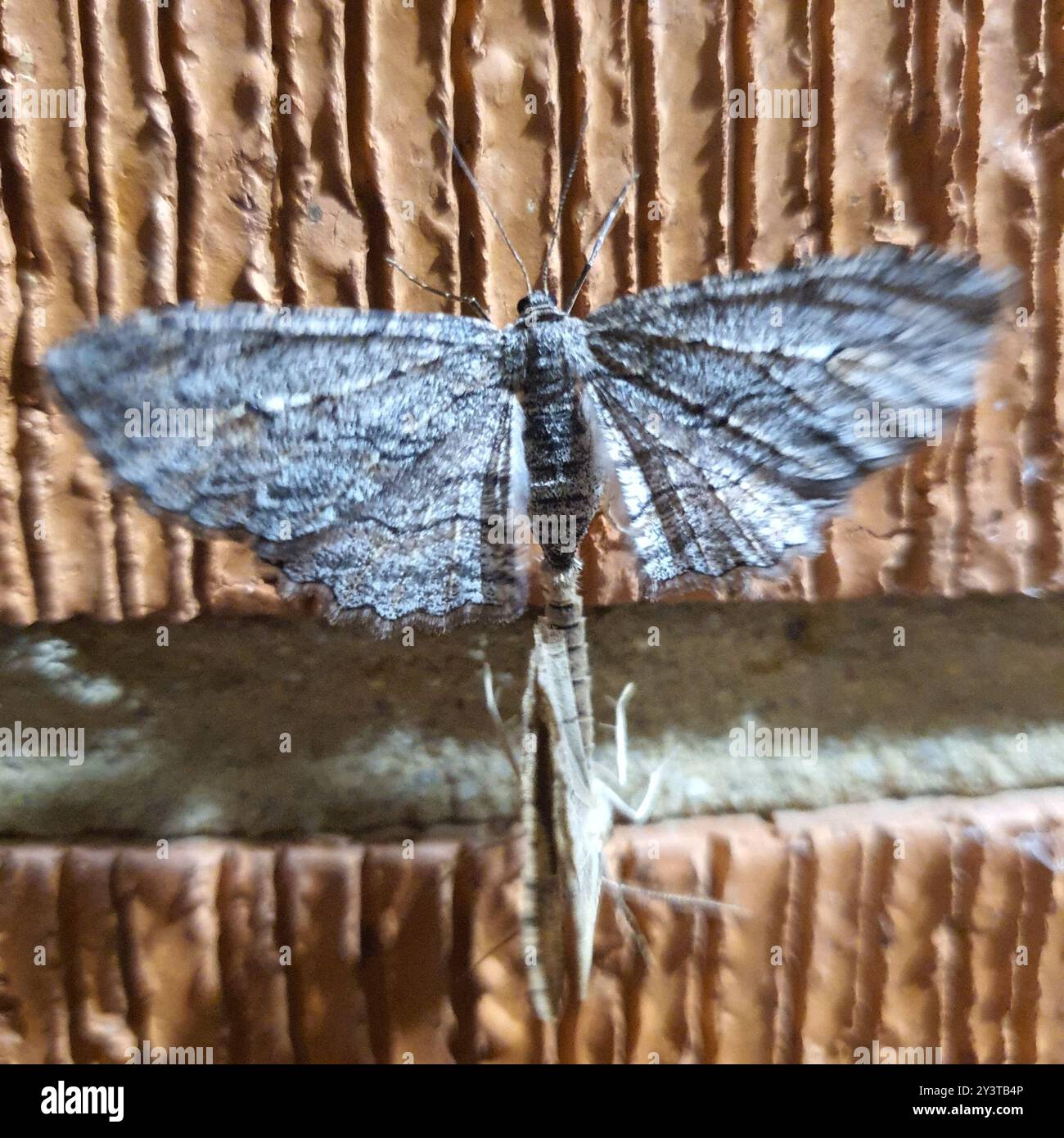 Geometer Moths (Geometridae) Insecta Stock Photo - Alamy