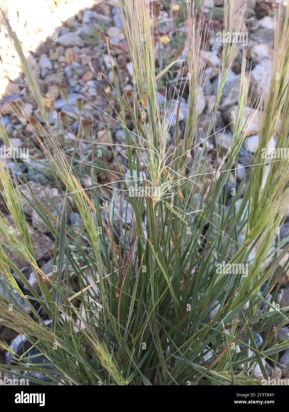 Wild Ryes and Wheatgrasses (Elymus) Plantae Stock Photo - Alamy