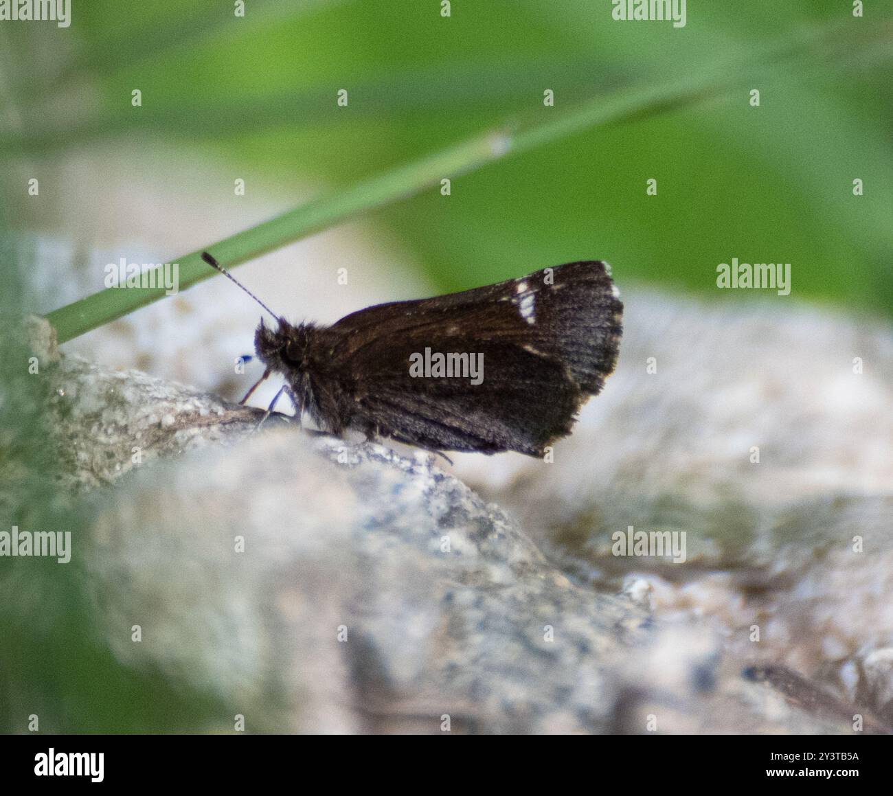 Common Roadside-Skipper (Amblyscirtes vialis) Insecta Stock Photo - Alamy