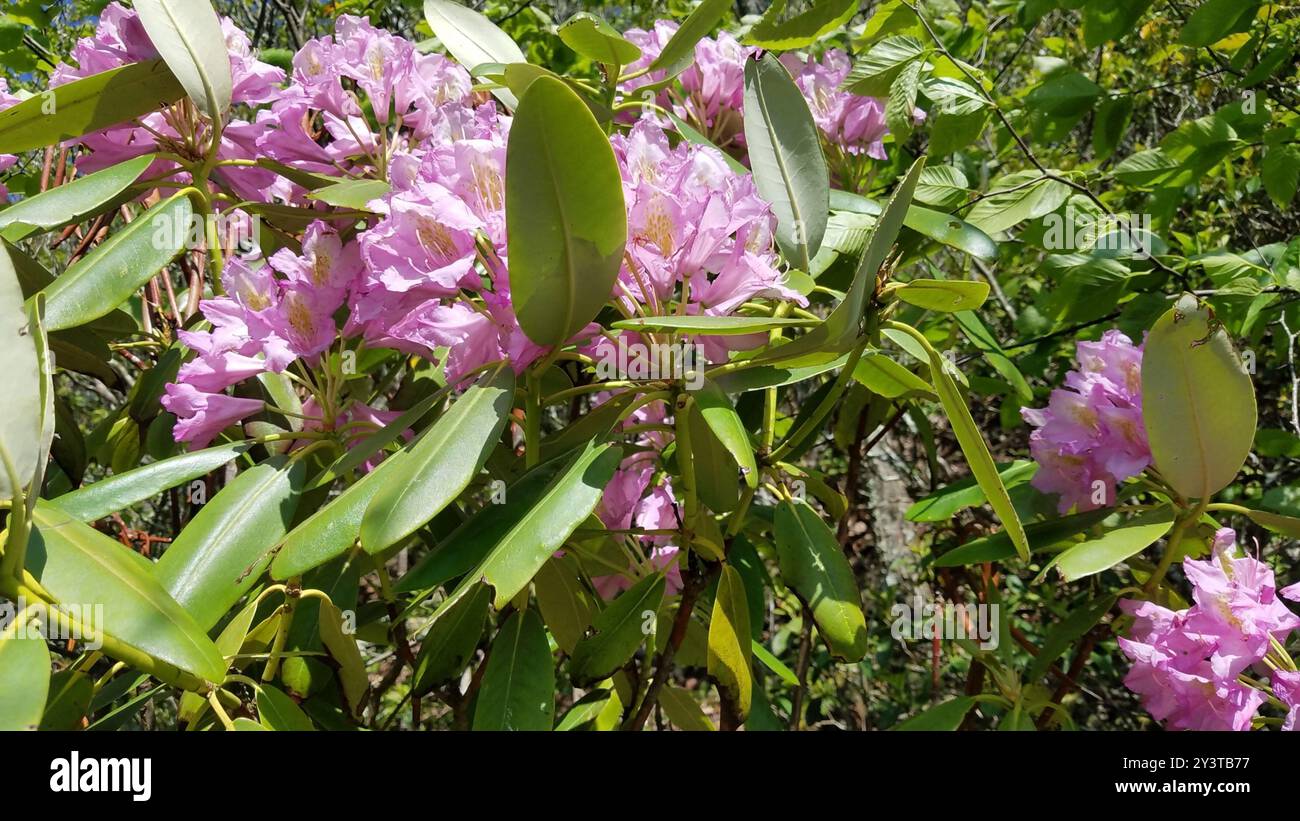 rhododendrons and azaleas (Rhododendron) Plantae Stock Photo - Alamy