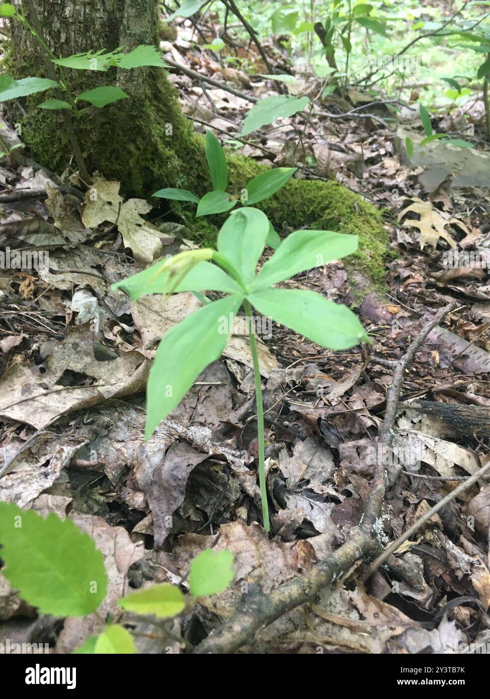 Small Whorled Pogonia (Isotria medeoloides) Plantae Stock Photo - Alamy