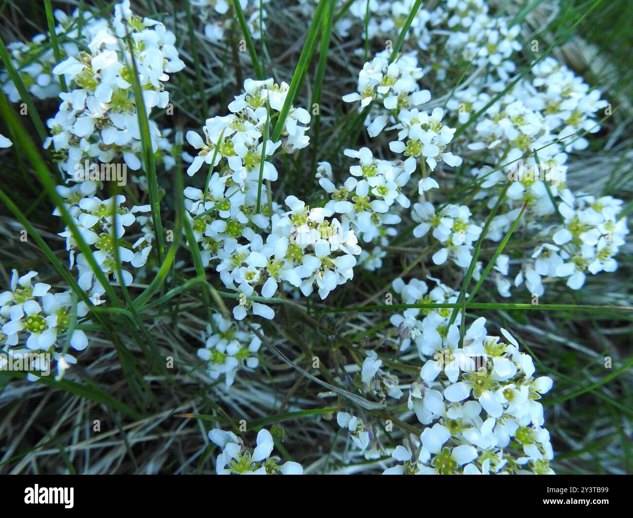 Scurvy grass (Cochlearia officinalis) Plantae Stock Photo - Alamy