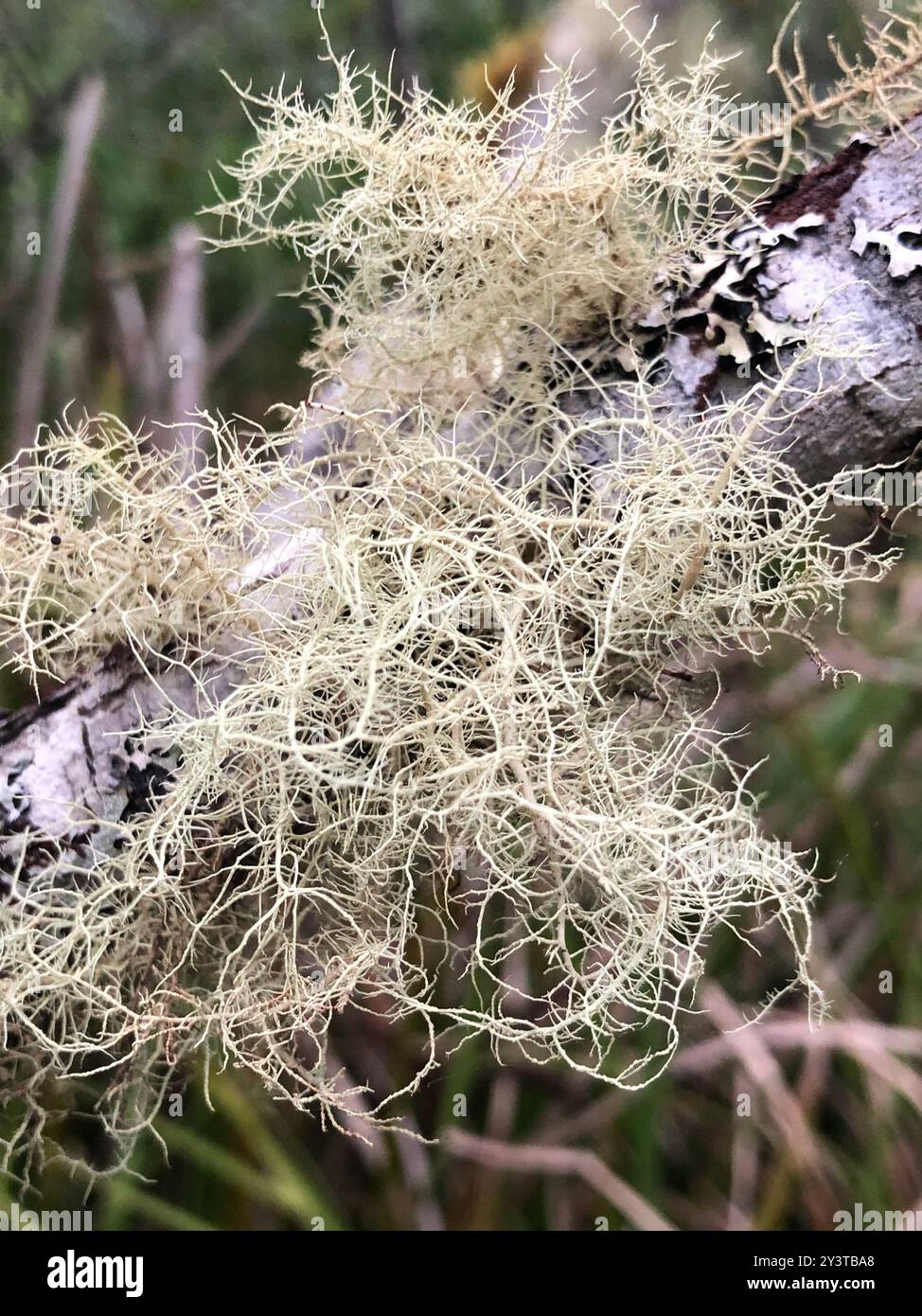beard lichens (Usnea) Fungi Stock Photo - Alamy