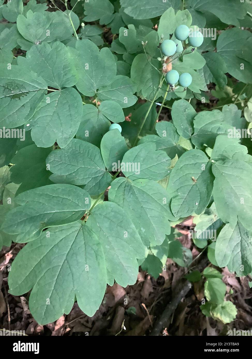 blue cohosh (Caulophyllum thalictroides) Plantae Stock Photo - Alamy
