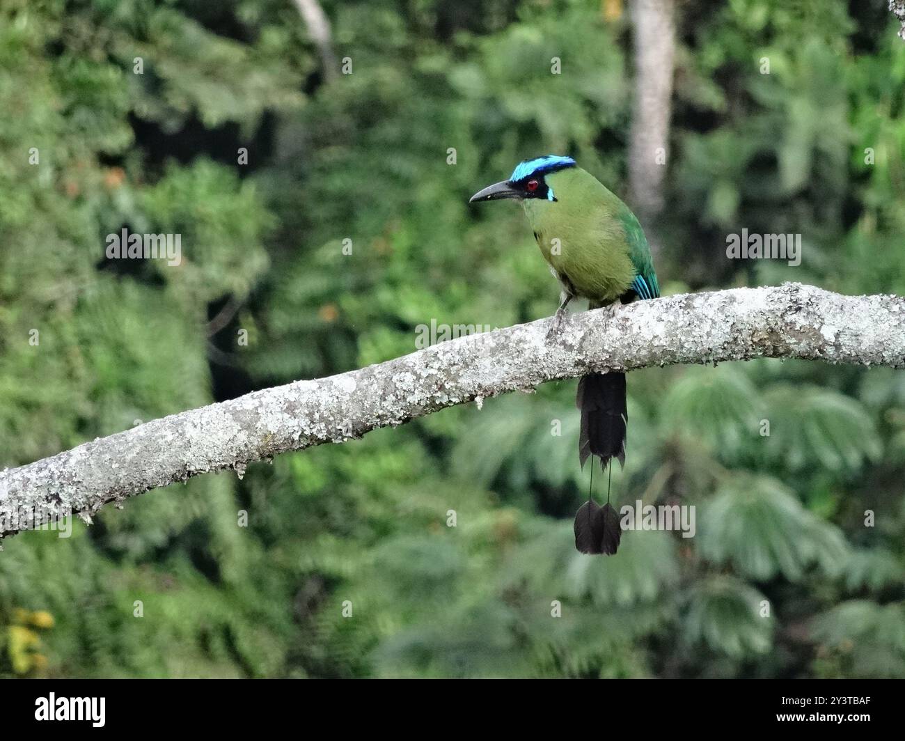 Andean motmot momotus aequatorialis hi-res stock photography and images ...
