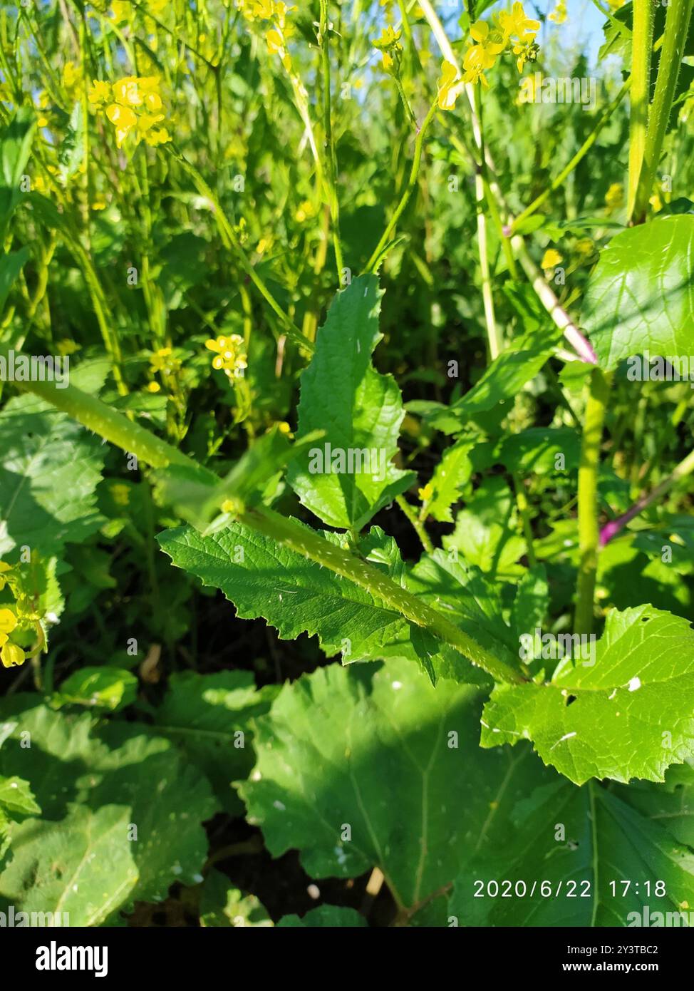 charlock (Mutarda arvensis) Plantae Stock Photo - Alamy