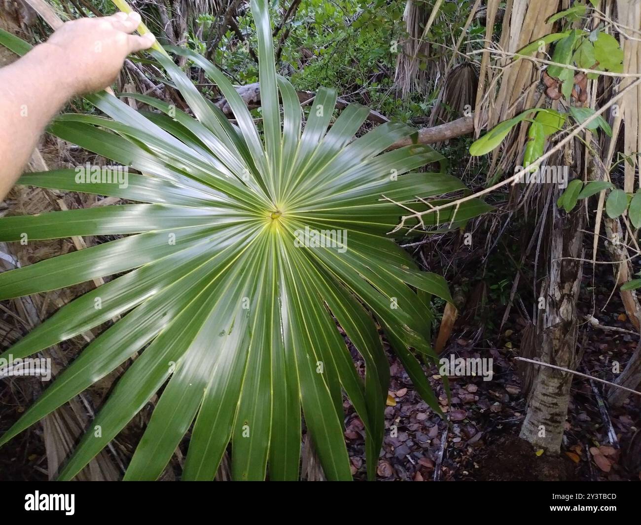 Florida Thatch Palm (Thrinax radiata) Plantae Stock Photo - Alamy