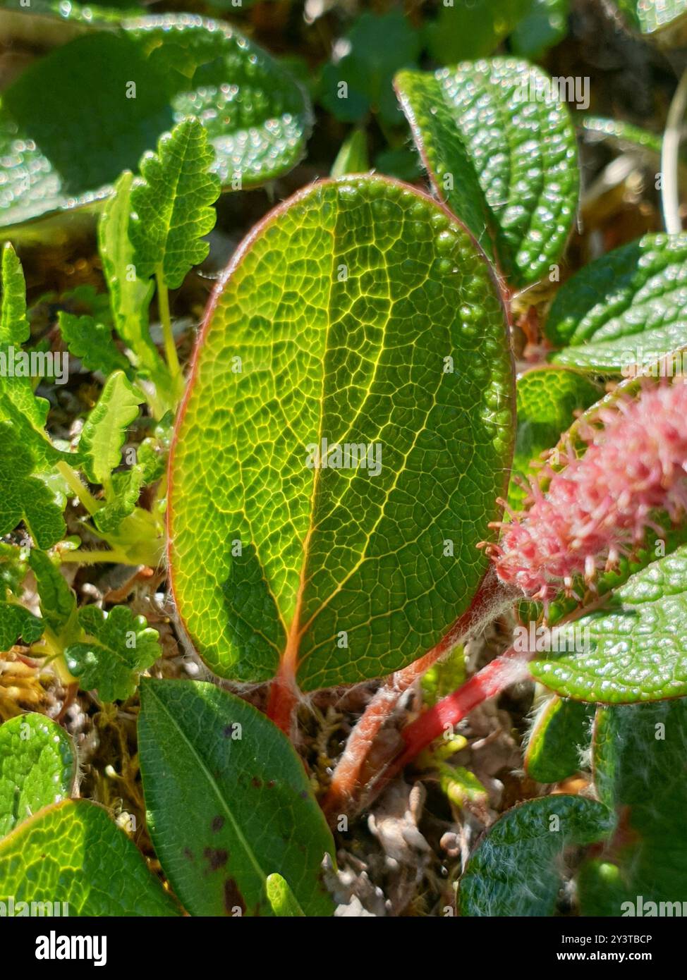 Net-leaved Willow (Salix reticulata) Plantae Stock Photo - Alamy