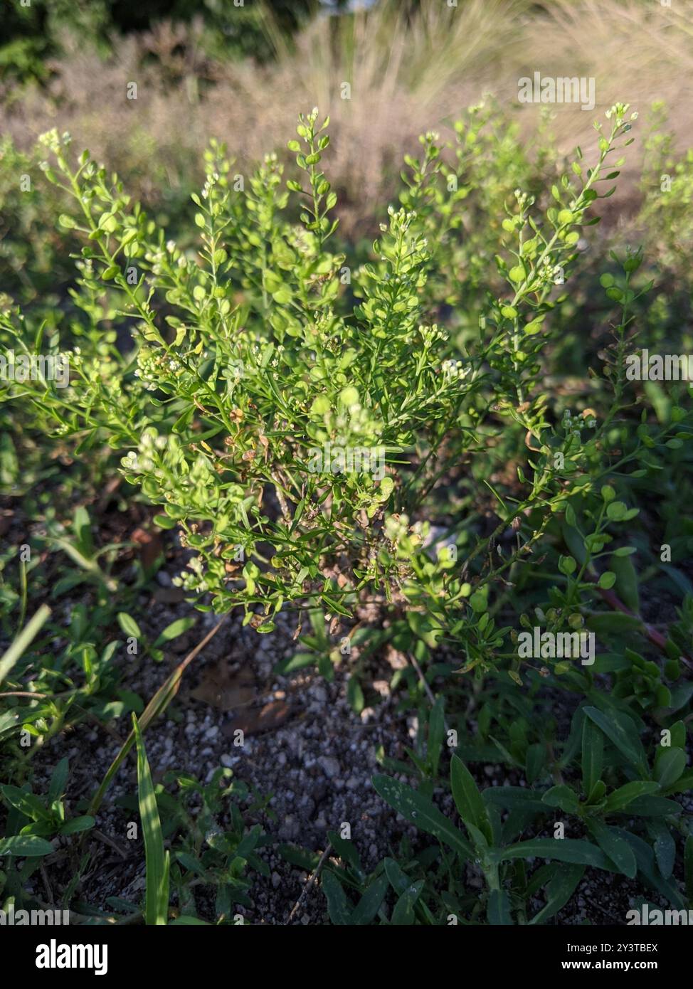 Virginia pepperweed (Lepidium virginicum) Plantae Stock Photo - Alamy