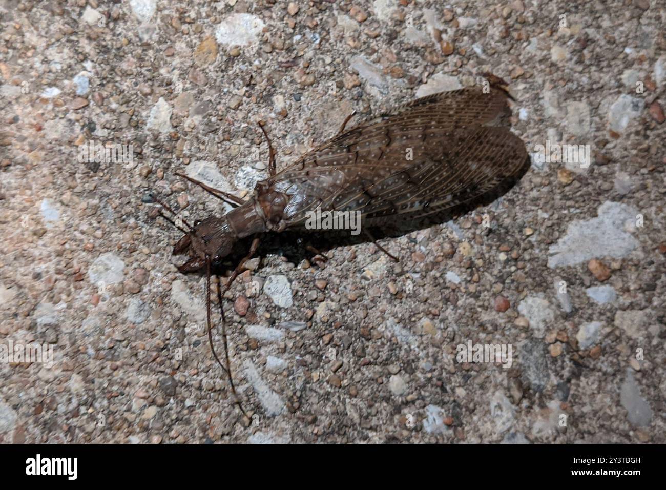 Eastern Dobsonfly (Corydalus cornutus) Insecta Stock Photo - Alamy