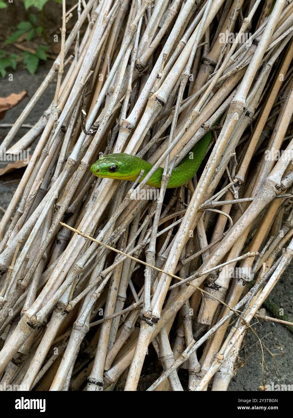 Chinese Green Snake (Ptyas major) Reptilia Stock Photo - Alamy