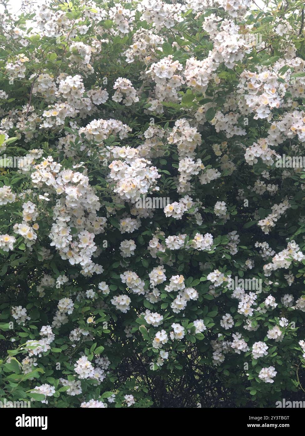 multiflora rose (Rosa multiflora) Plantae Stock Photo - Alamy
