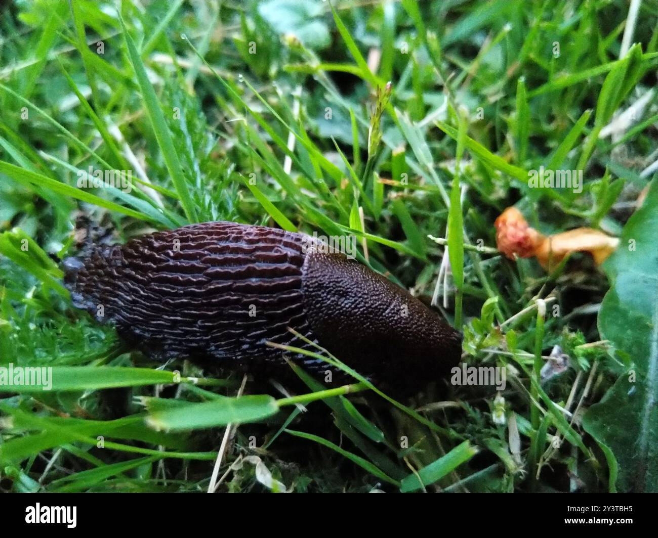 Spanish Slug (Arion vulgaris) Mollusca Stock Photo - Alamy