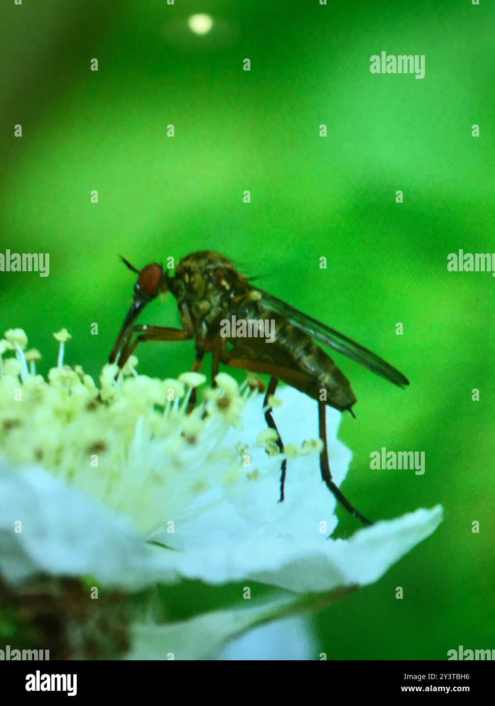 (Empis livida) Insecta Stock Photo - Alamy