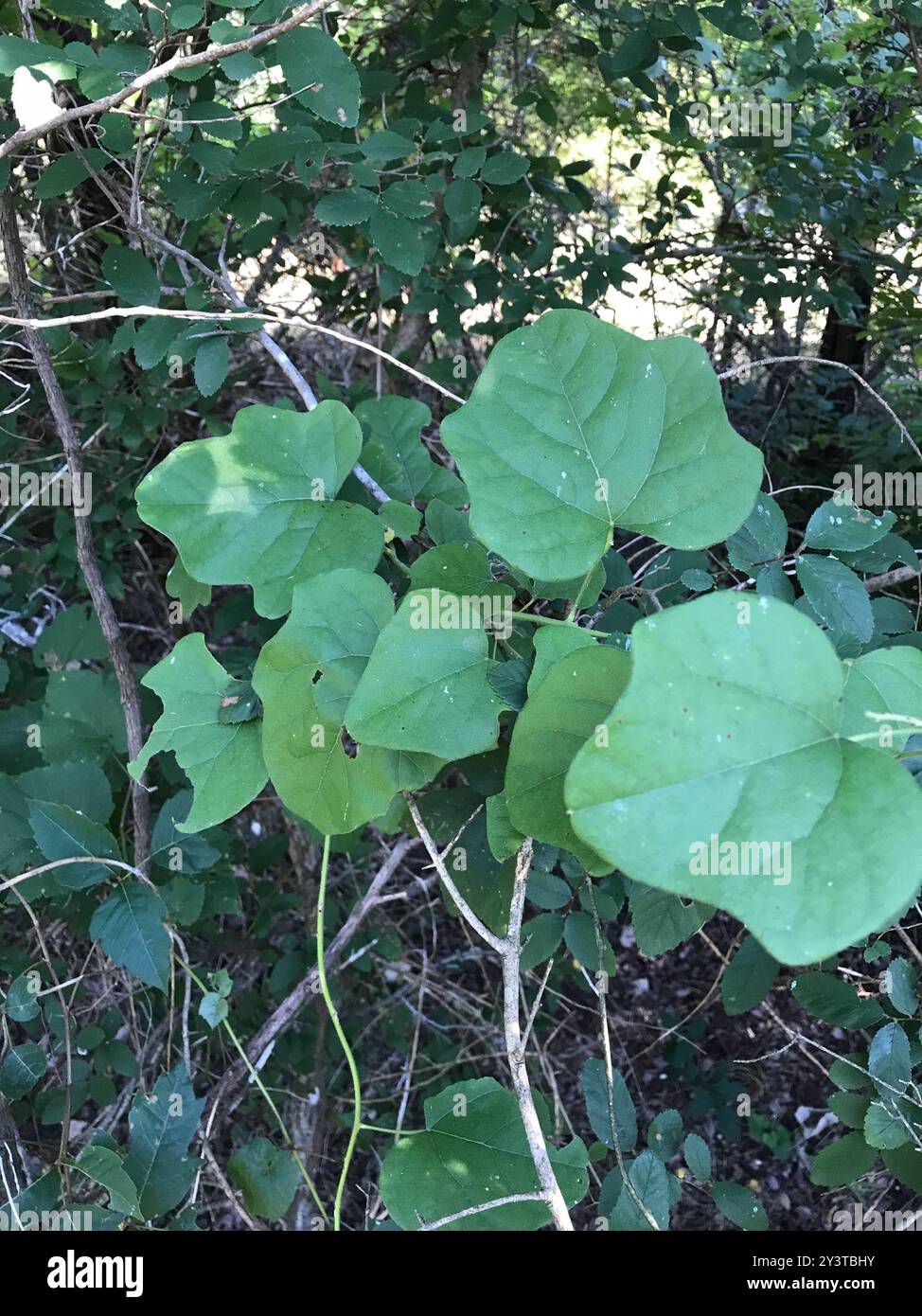 Carolina snailseed (Nephroia carolina) Plantae Stock Photo - Alamy