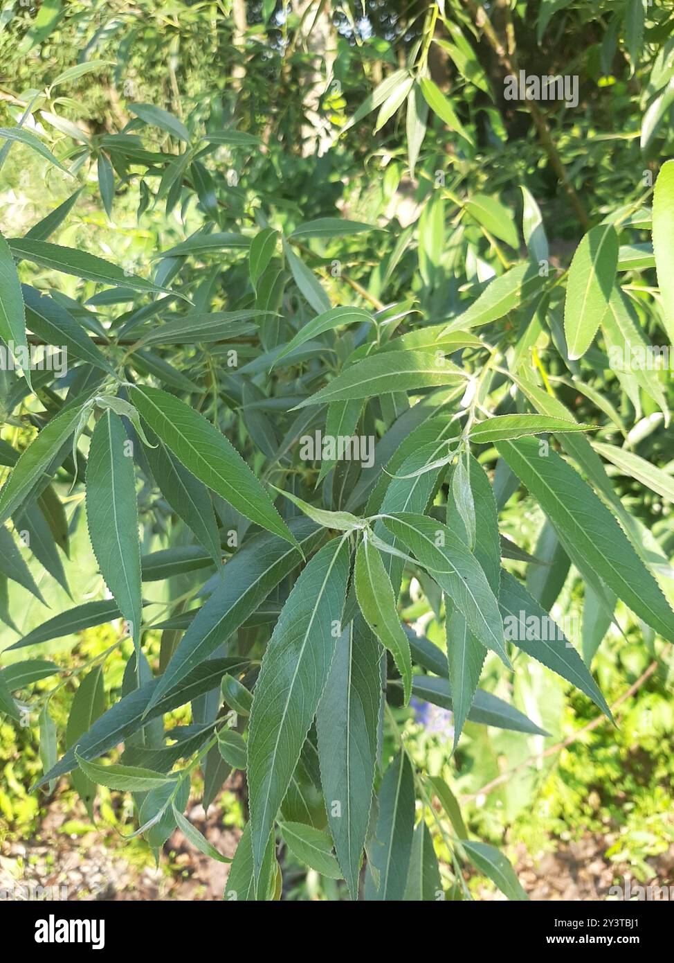hybrid crack willow (Salix × fragilis) Plantae Stock Photo - Alamy