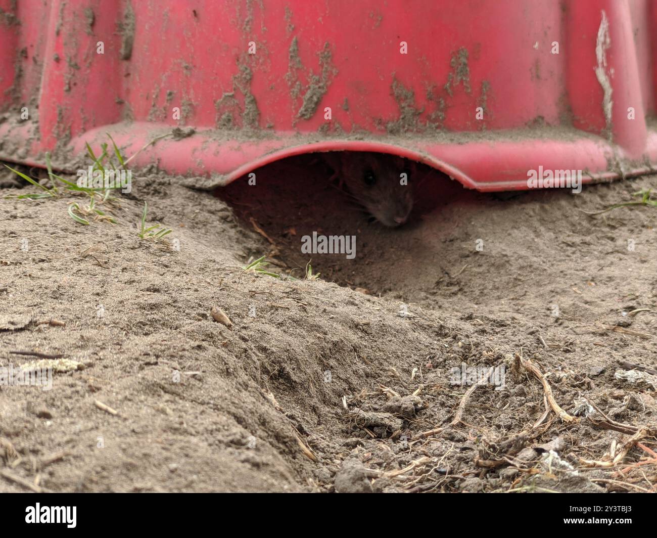 Old World Rats (Rattus) Mammalia Stock Photo - Alamy