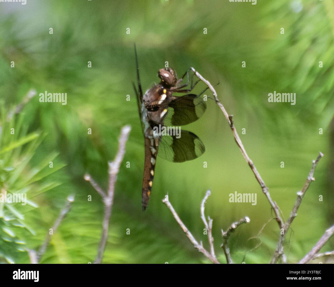 Common Whitetail (Plathemis lydia) Insecta Stock Photo - Alamy