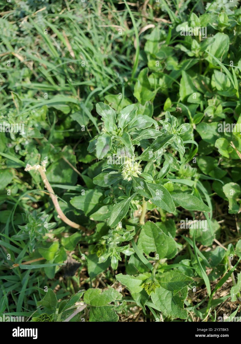 Tropical amaranth (Amaranthus polygonoides) Plantae Stock Photo - Alamy
