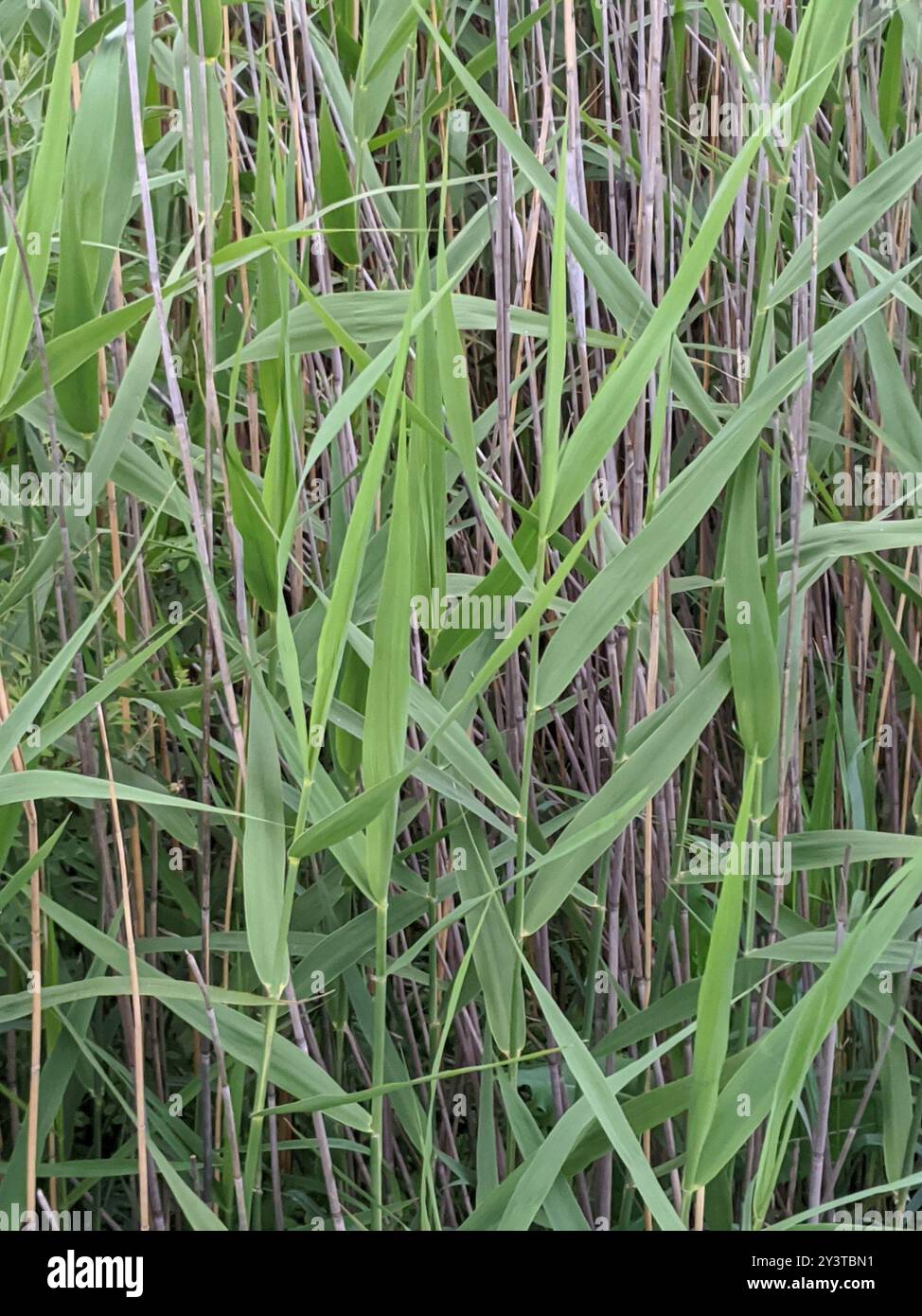 common reed (Phragmites australis) Plantae Stock Photo - Alamy
