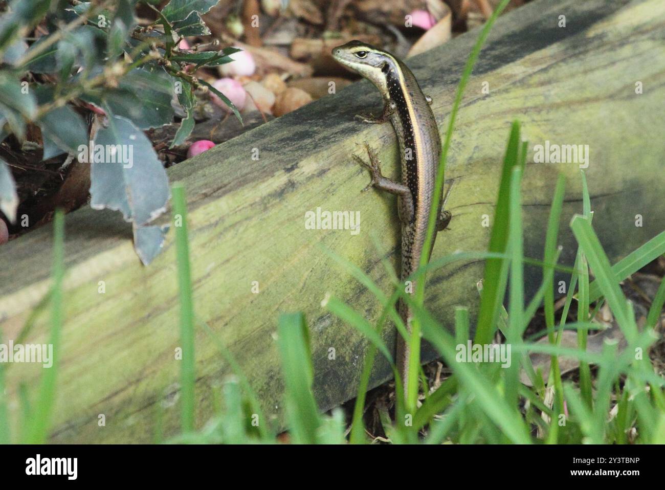 Eastern Water Skink (Eulamprus quoyii) Reptilia Stock Photo - Alamy
