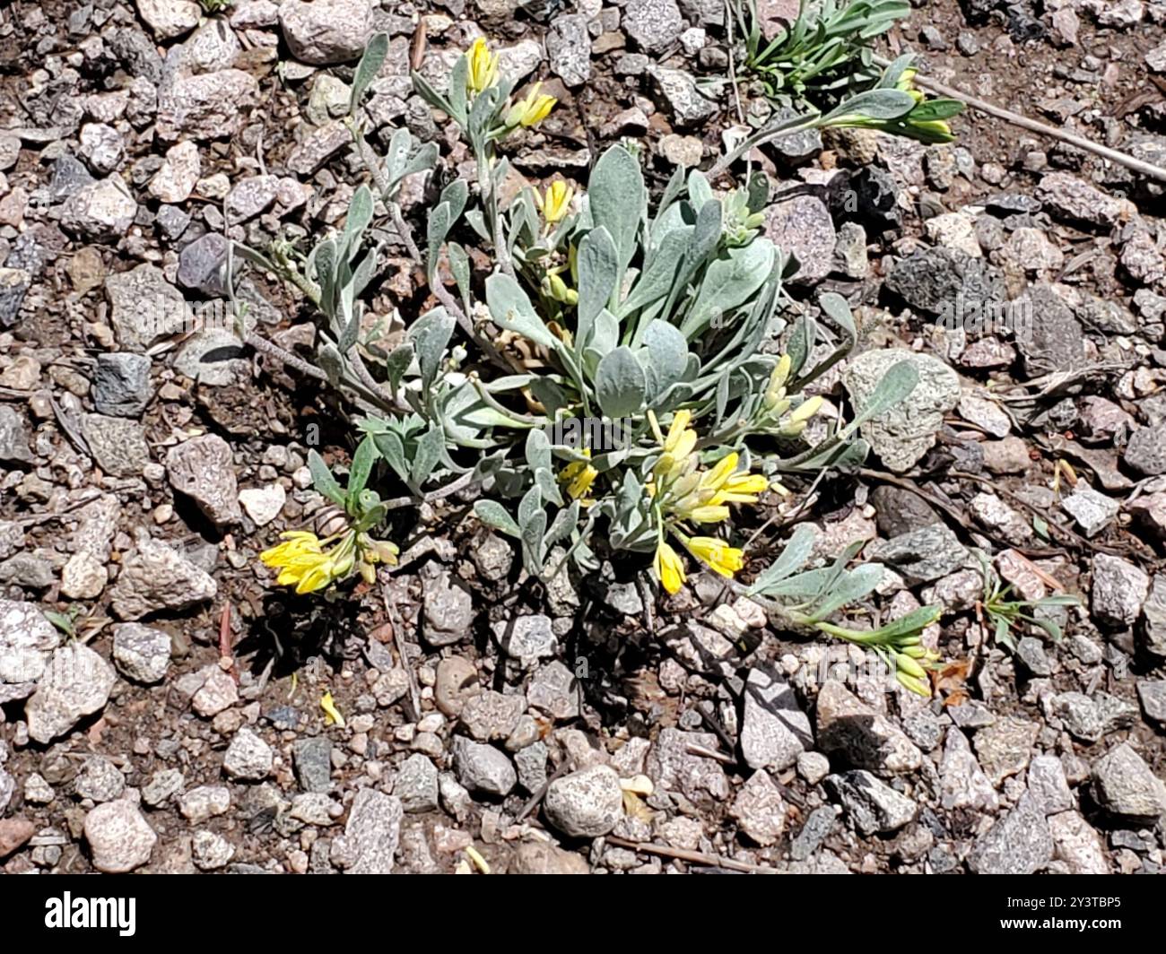 bladderpods (Physaria) Plantae Stock Photo - Alamy