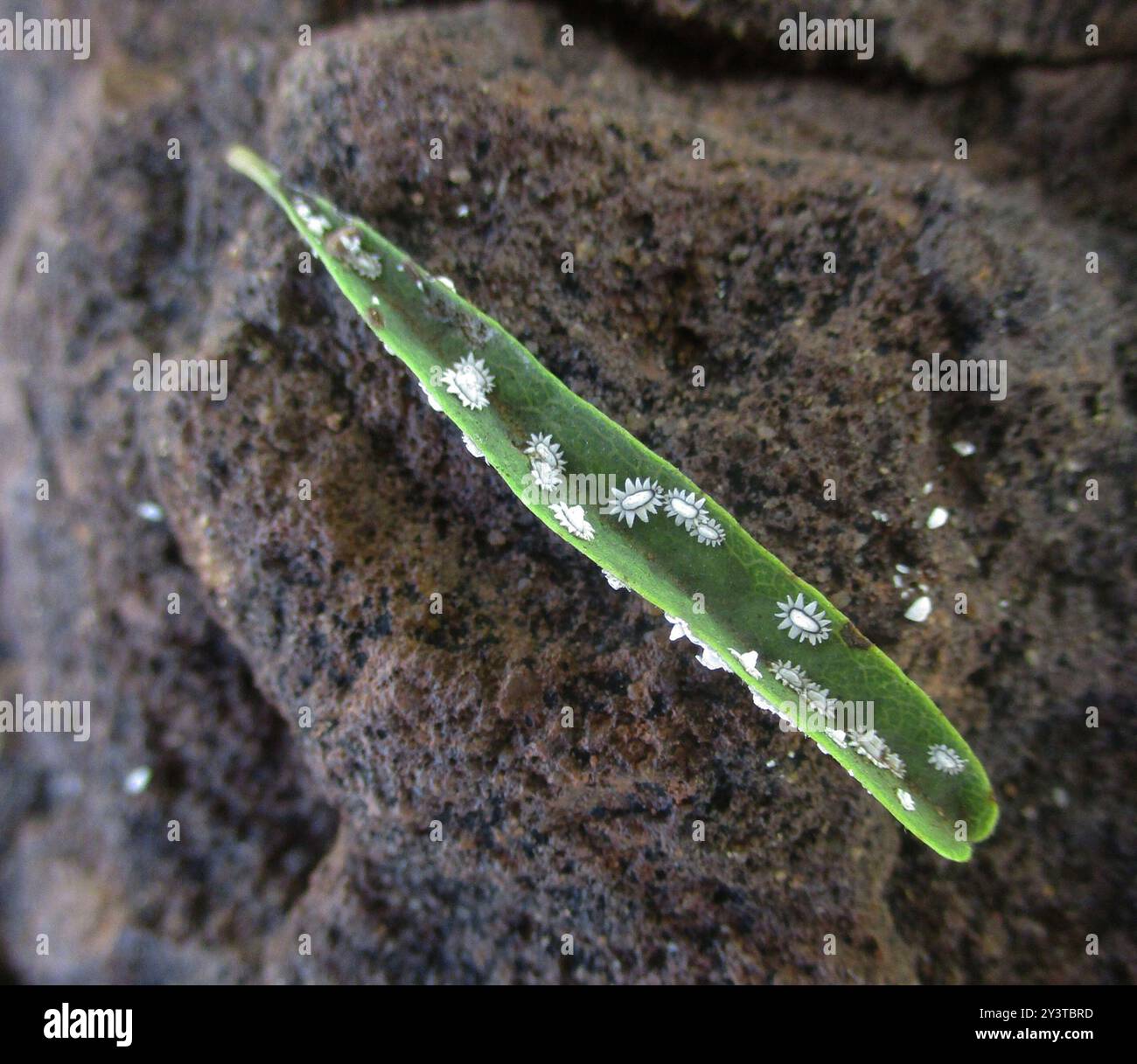 Wax Scales (Ceroplastes) Insecta Stock Photo - Alamy