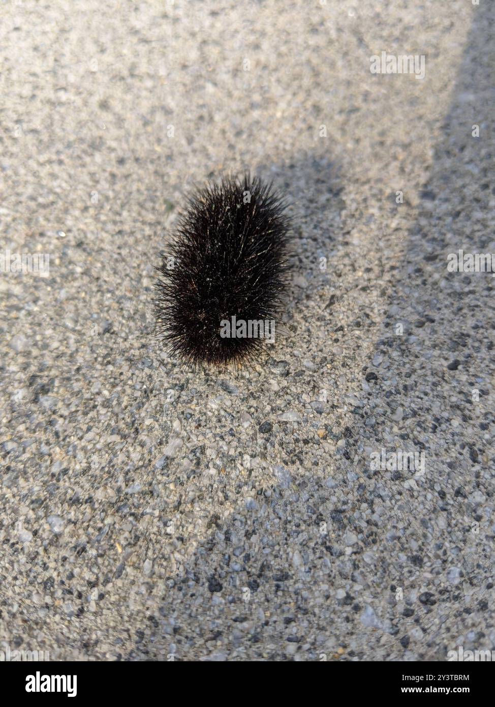 Giant Leopard Moth (Hypercompe scribonia) Insecta Stock Photo - Alamy