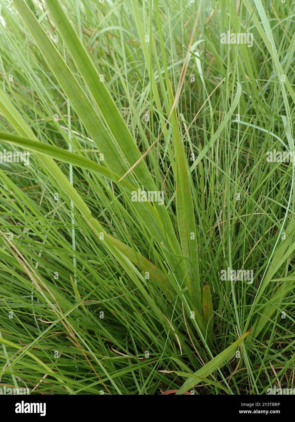 Red Triton (Tritonia disticha) Plantae Stock Photo - Alamy