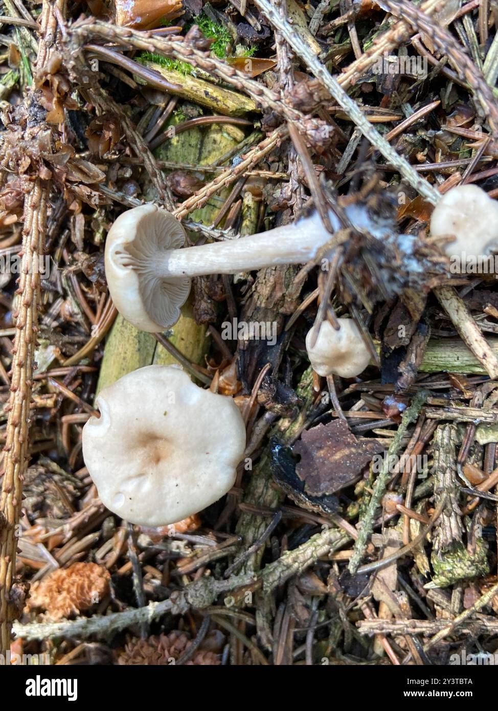 Fragrant Funnel (Clitocybe fragrans) Fungi Stock Photo - Alamy