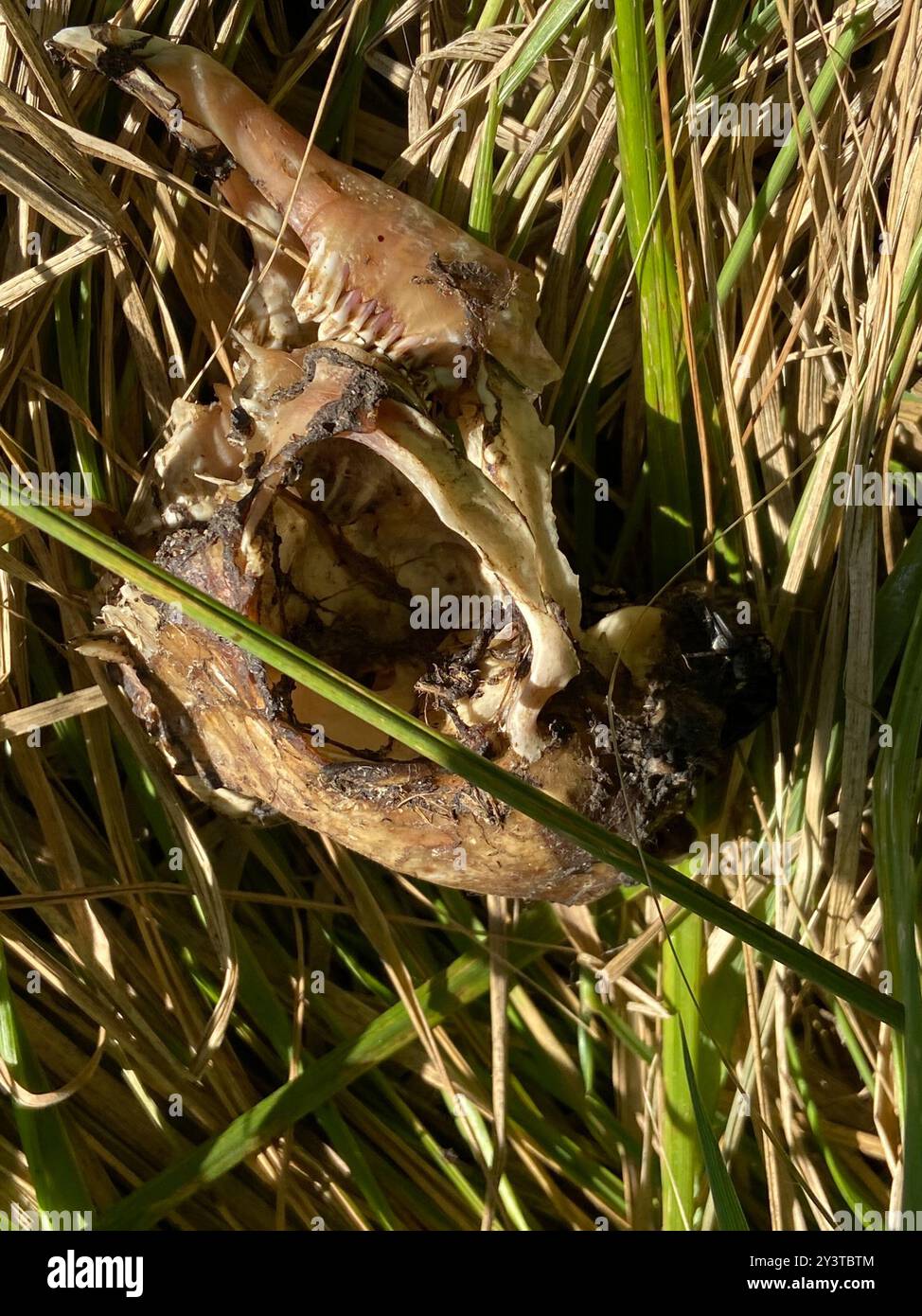 Lagomorphs (Lagomorpha) Mammalia Stock Photo - Alamy