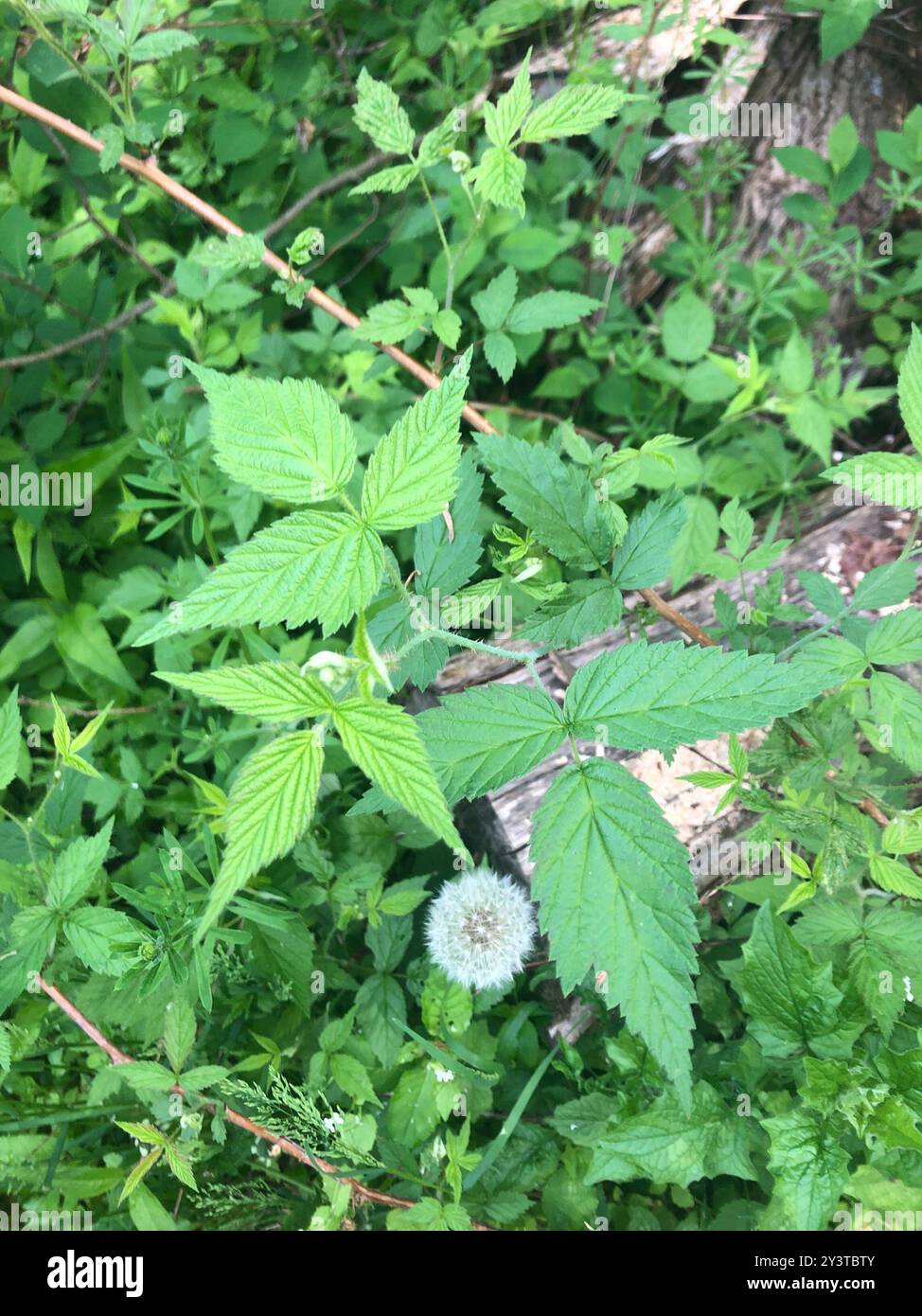 red raspberry (Rubus idaeus) Plantae Stock Photo - Alamy