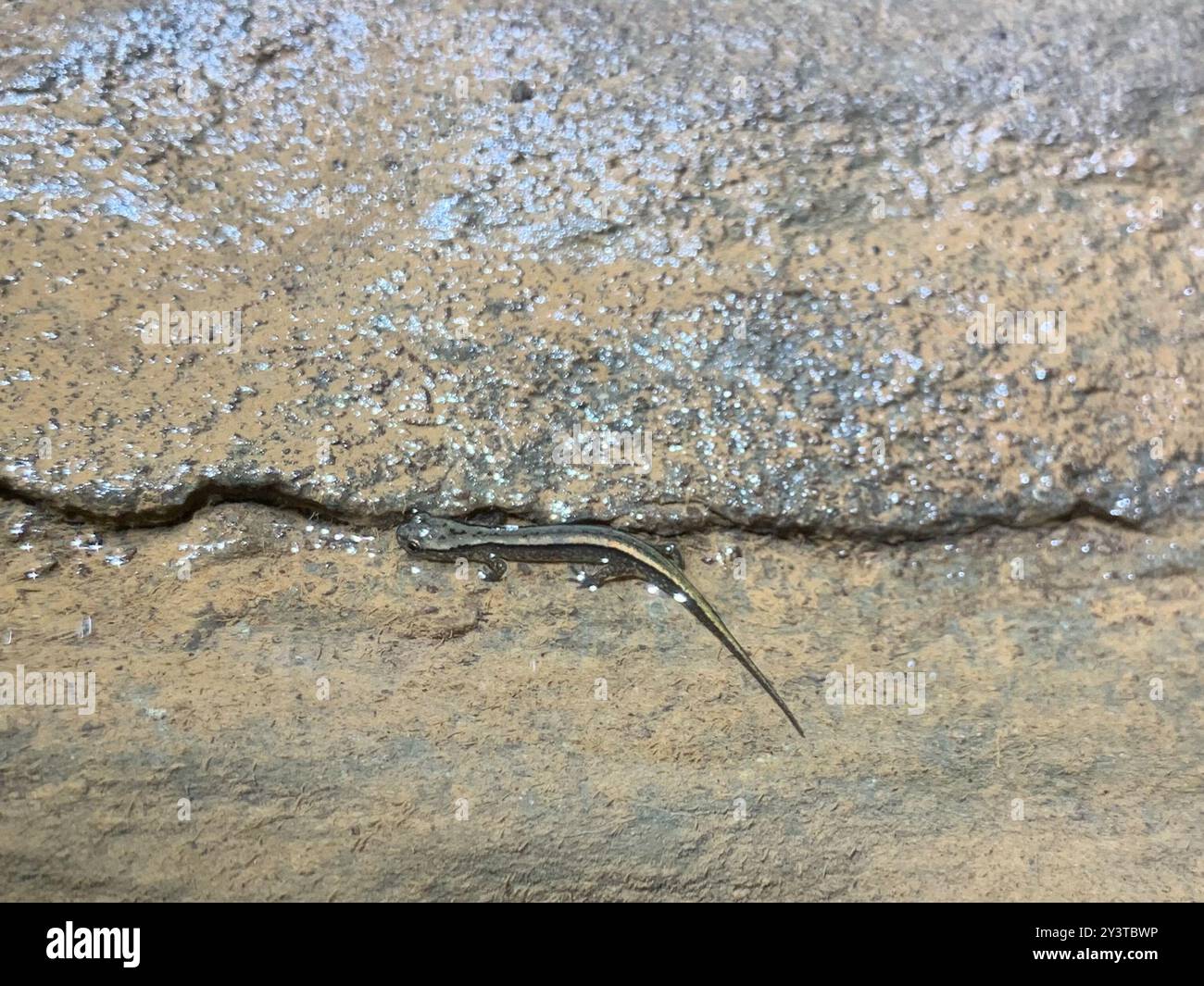 Southern Two-lined Salamander (Eurycea cirrigera) Amphibia Stock Photo ...