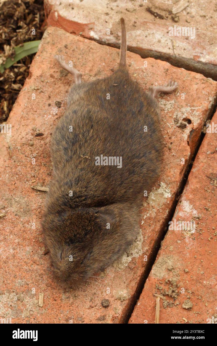 Meadow Voles (Microtus) Mammalia Stock Photo - Alamy