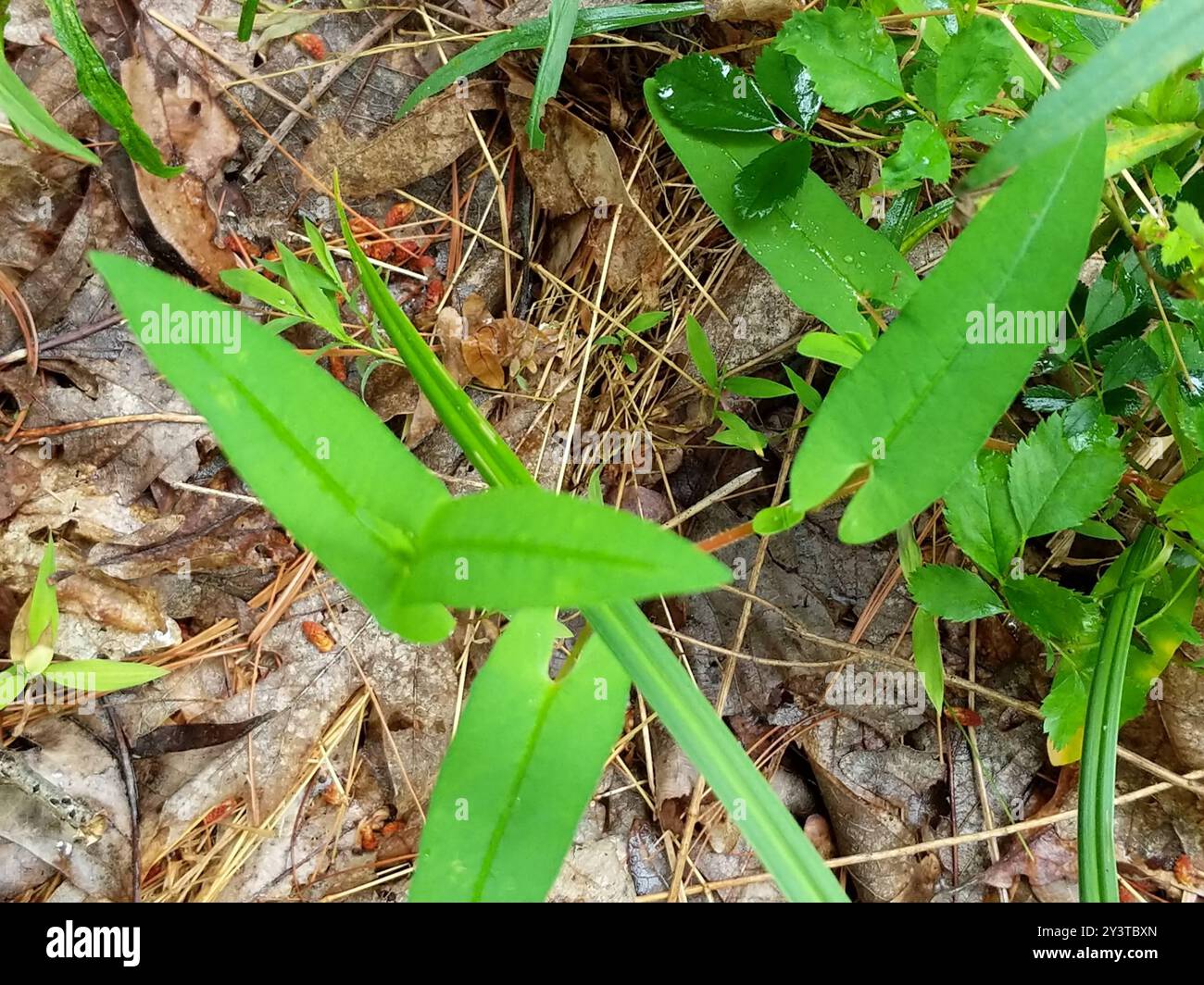 arrow-leaved tearthumb (Persicaria sagittata) Plantae Stock Photo - Alamy