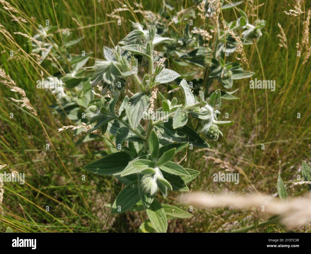 western false gromwell (Lithospermum occidentale) Plantae Stock Photo ...