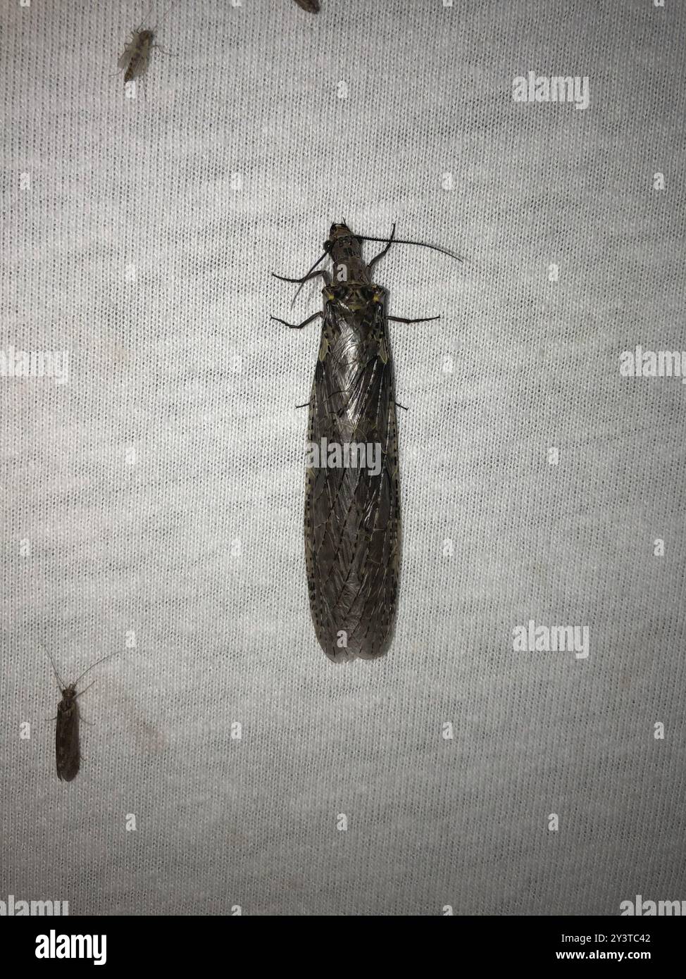 Spring Fishfly (Chauliodes rastricornis) Insecta Stock Photo - Alamy