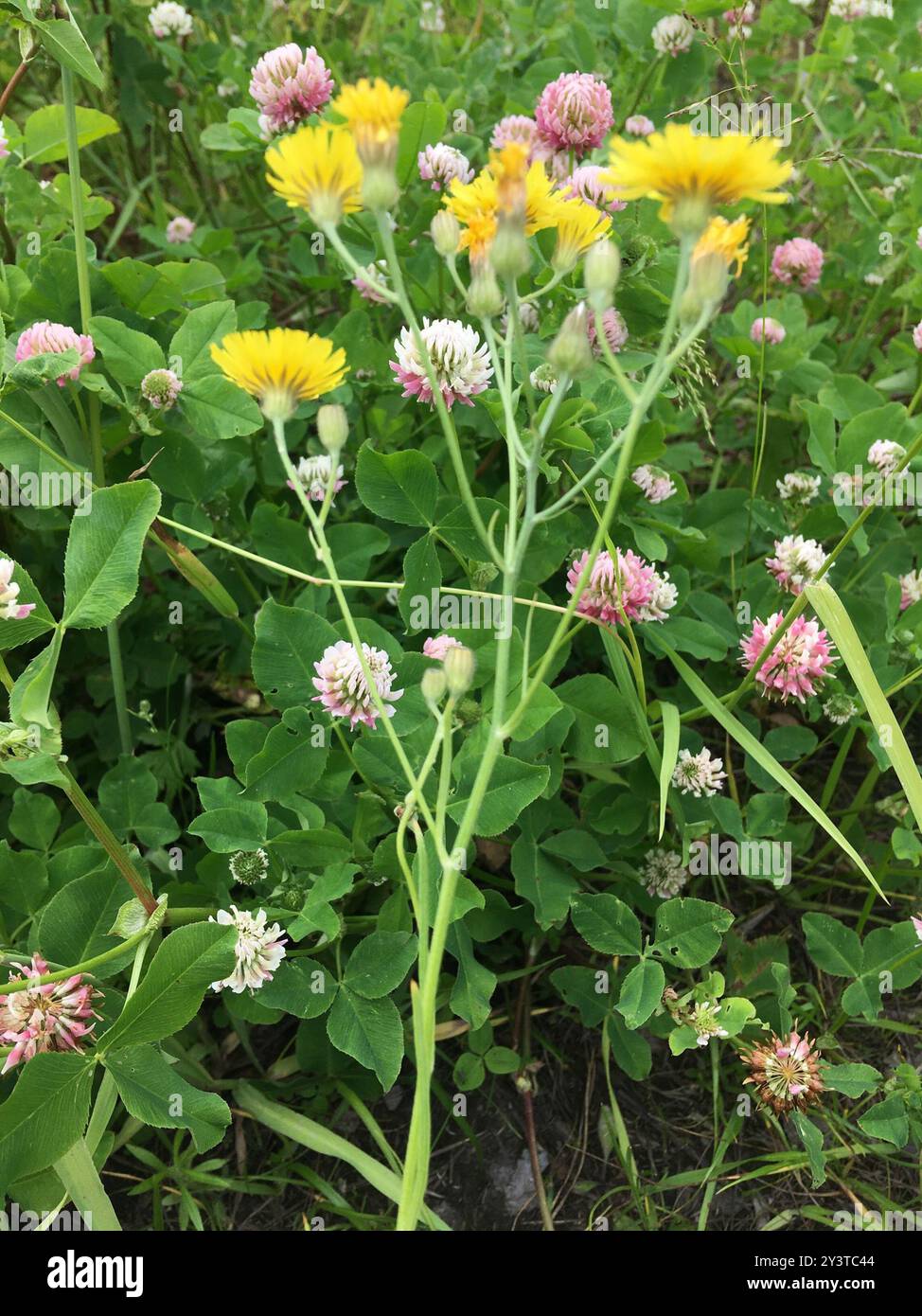 narrow-leaved hawksbeard (Crepis tectorum) Plantae Stock Photo - Alamy