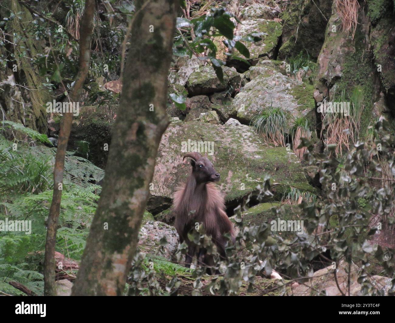 Himalayan Tahr (Hemitragus jemlahicus) Mammalia Stock Photo - Alamy