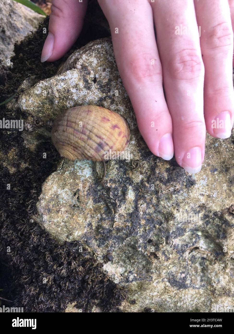 Bleeding Tooth Nerite (Nerita peloronta) Mollusca Stock Photo - Alamy