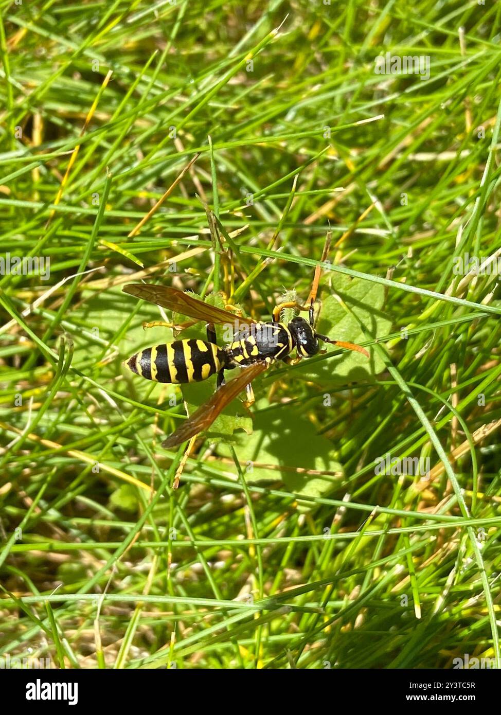 European Paper Wasp (Polistes dominula) Insecta Stock Photo - Alamy
