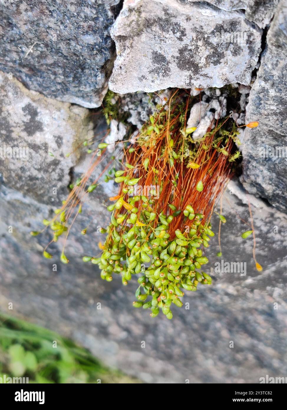 Bonfire moss (Funaria hygrometrica) Plantae Stock Photo - Alamy