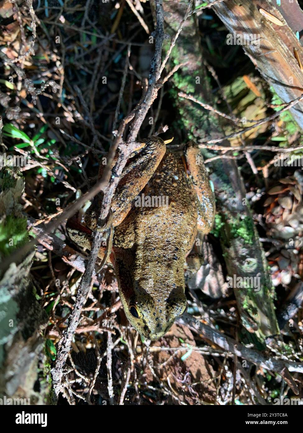 Northern Red-legged Frog (Rana aurora) Amphibia Stock Photo - Alamy