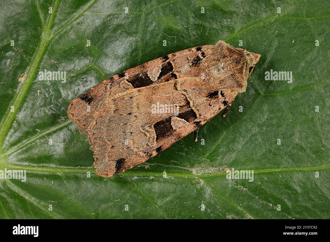 Double Square-spot (Xestia triangulum) Insecta Stock Photo - Alamy