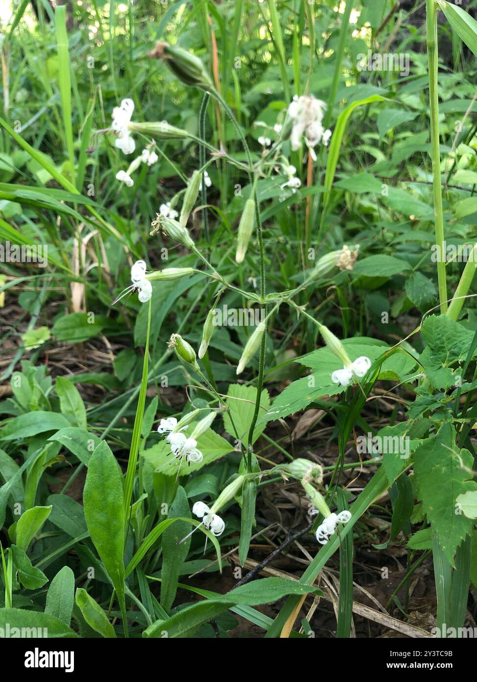 Nottingham Catchfly (Silene nutans) Plantae Stock Photo - Alamy