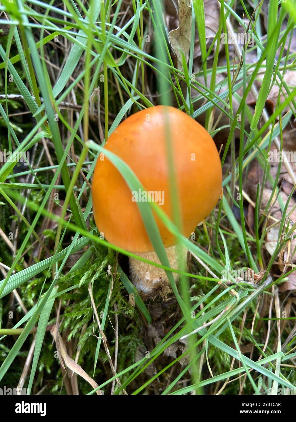 Orange grisette amanita crocea hi-res stock photography and images - Alamy