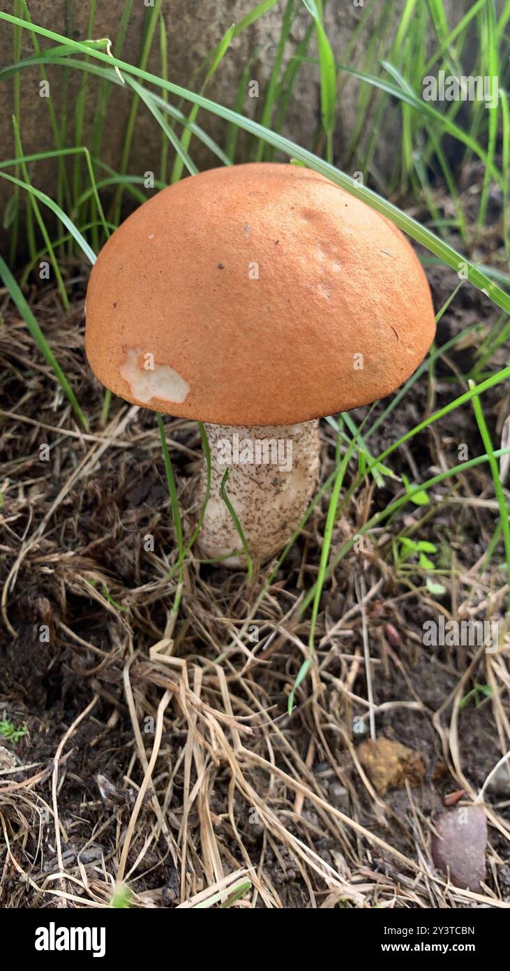 Red-capped Scaber Stalk (Leccinum aurantiacum) Fungi Stock Photo - Alamy