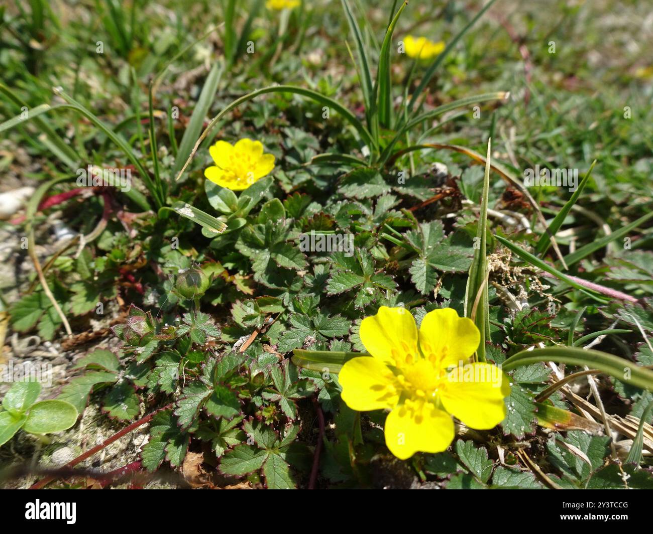 Creeping cinquefoil (Potentilla reptans) Plantae Stock Photo - Alamy