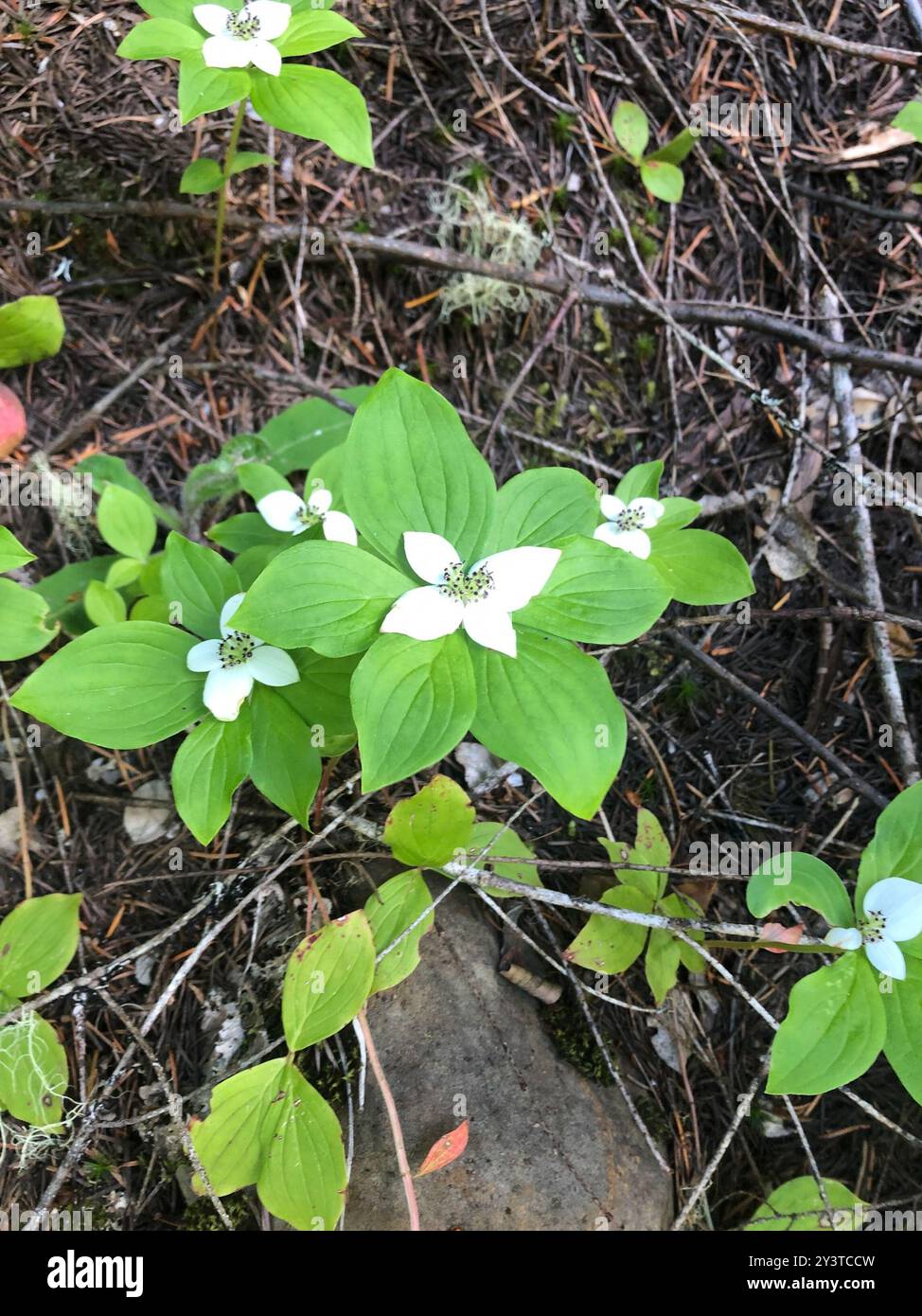 Western Bunchberry (Cornus unalaschkensis) Plantae Stock Photo - Alamy