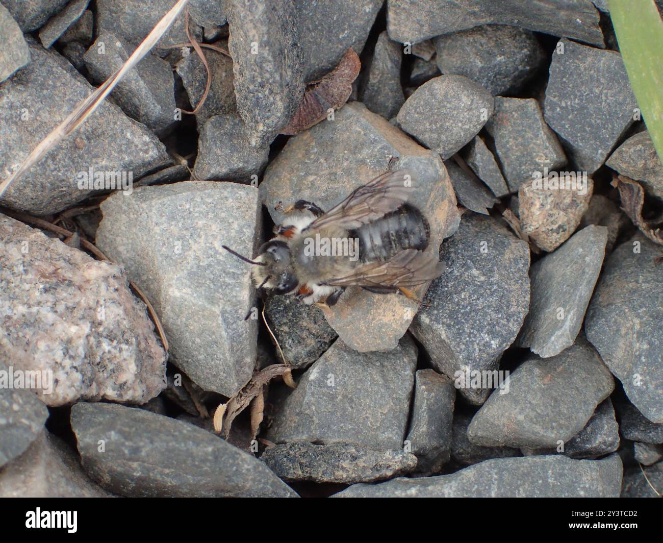 Black-and-gray Leafcutter Bee (Megachile melanophaea) Insecta Stock ...